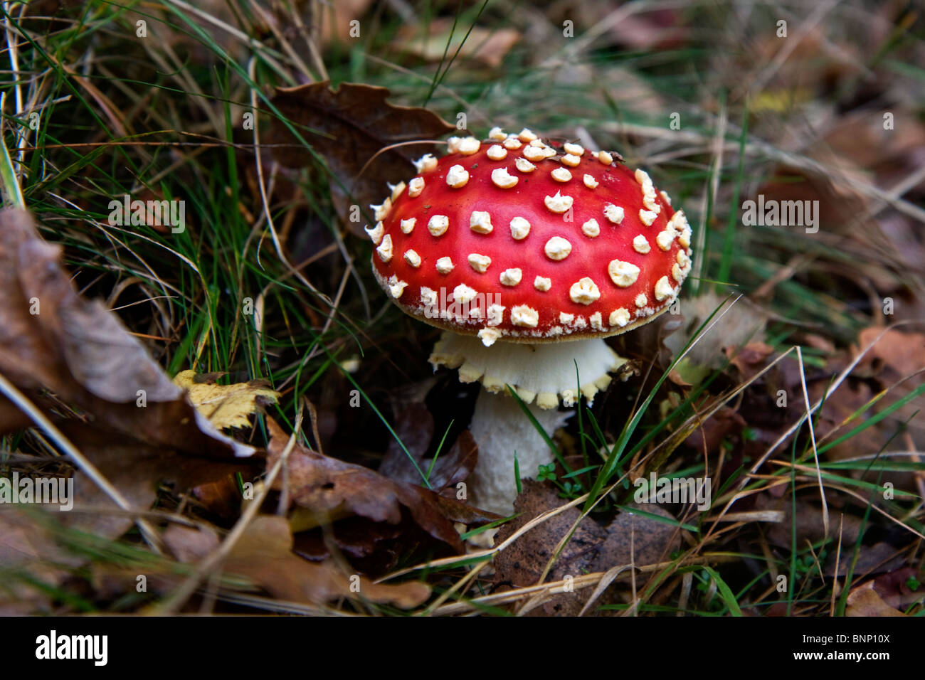 Autumn, fly agaric, fly amanita in the forest Stock Photo - Alamy