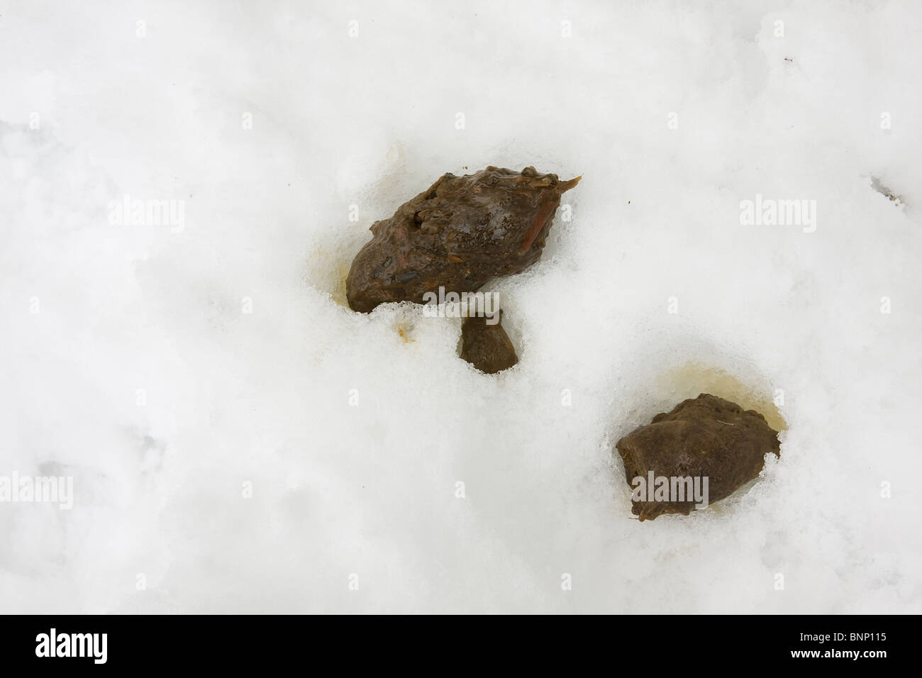 Animal droppings hi-res stock photography and images - Alamy