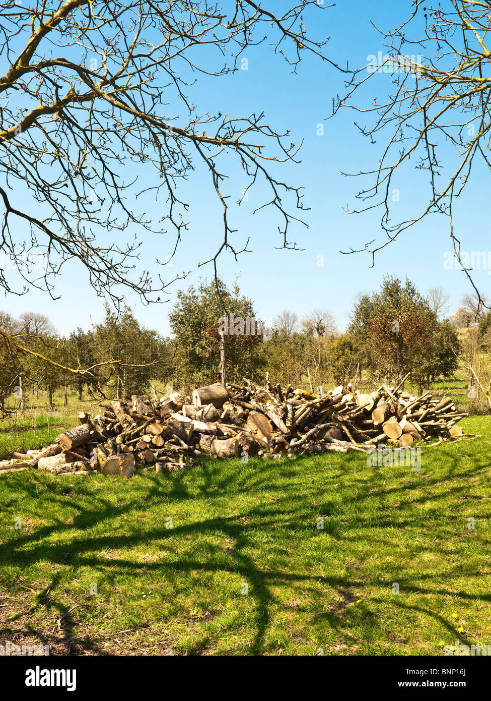 Fallen tree sawed into logs after storm damage - France Stock Photo - Alamy