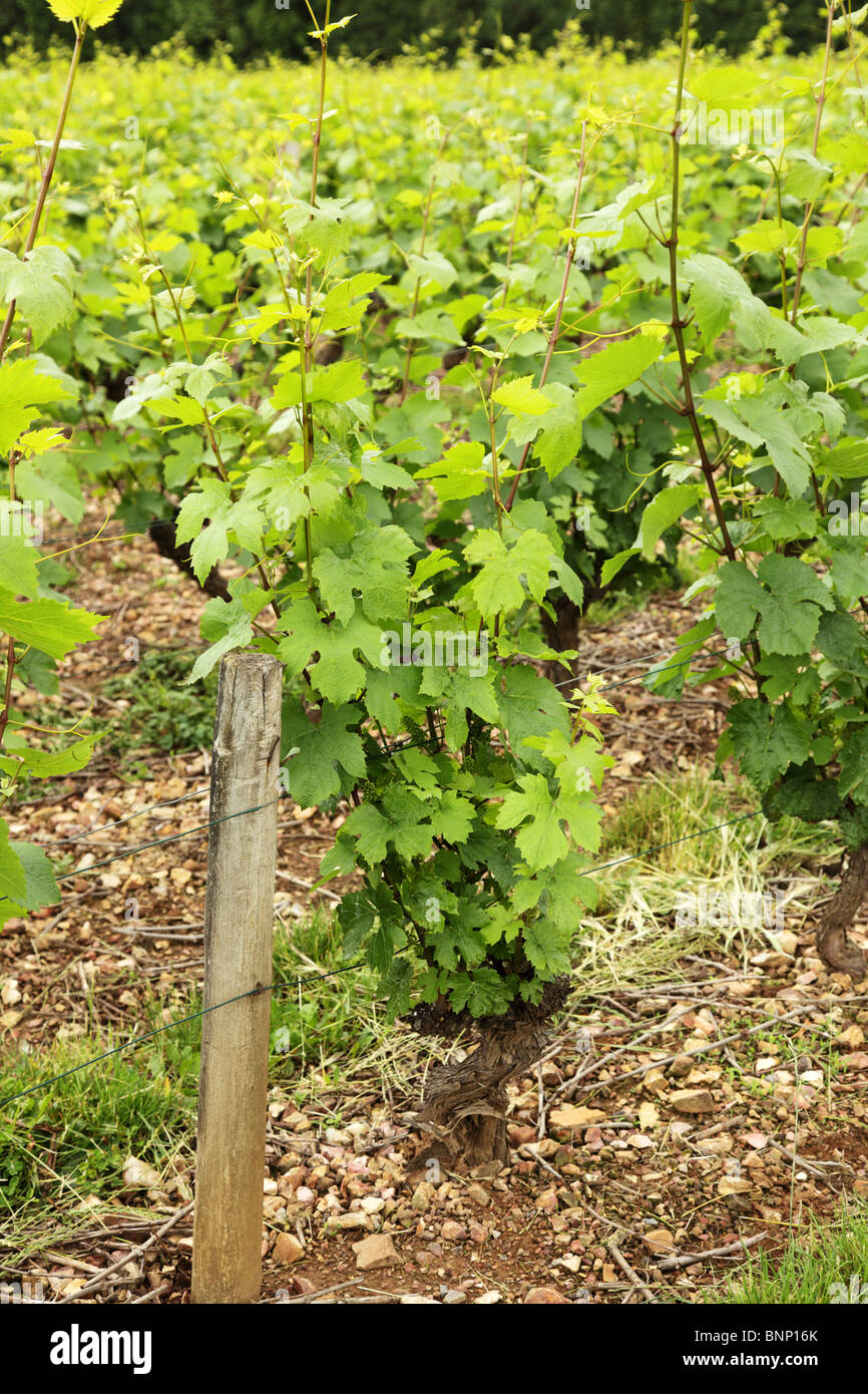 Grape bush hi-res stock photography and images - Alamy