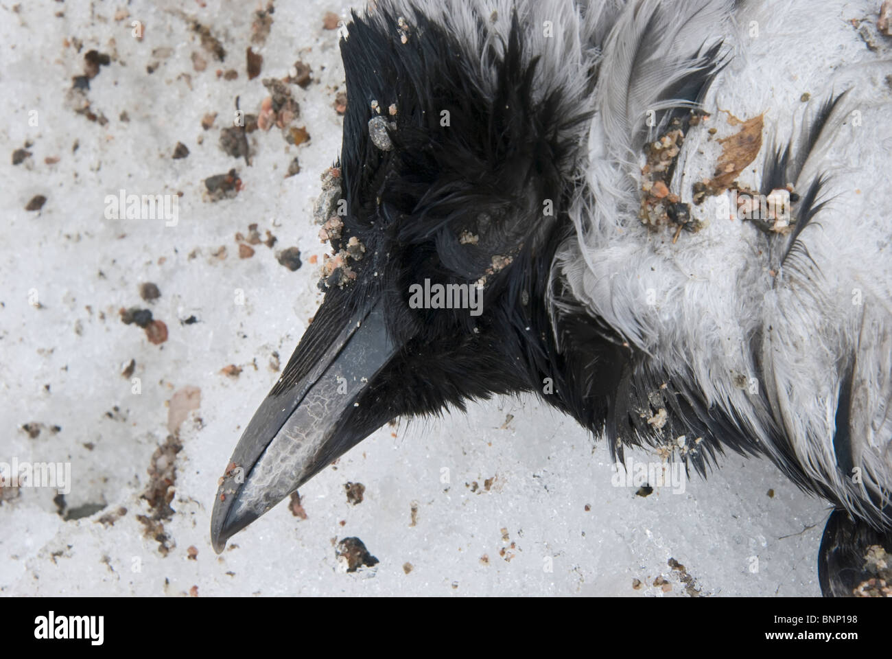 Cadaver with crow hi-res stock photography and images - Alamy