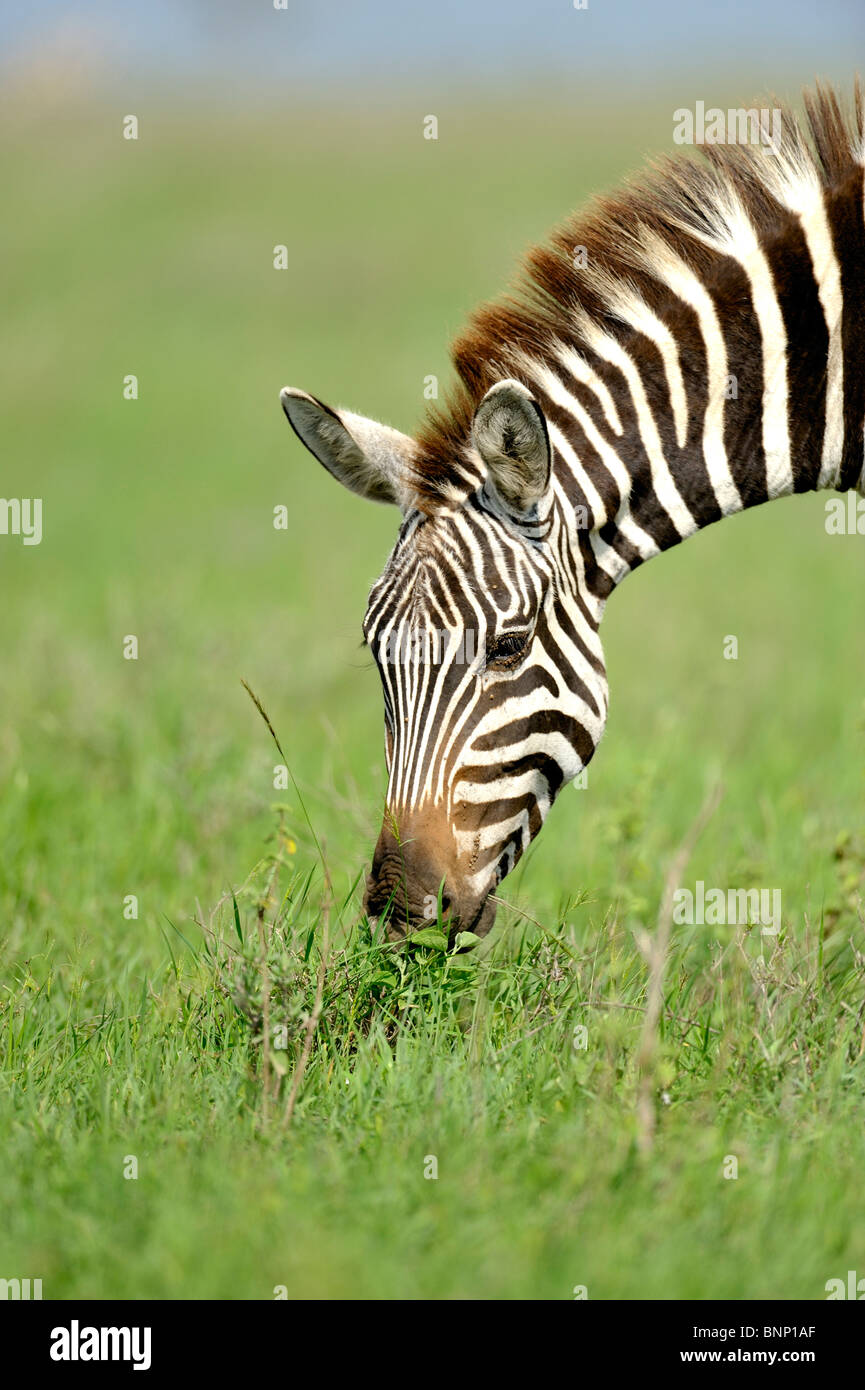 Africa kenya nairobi zebra hi-res stock photography and images - Alamy