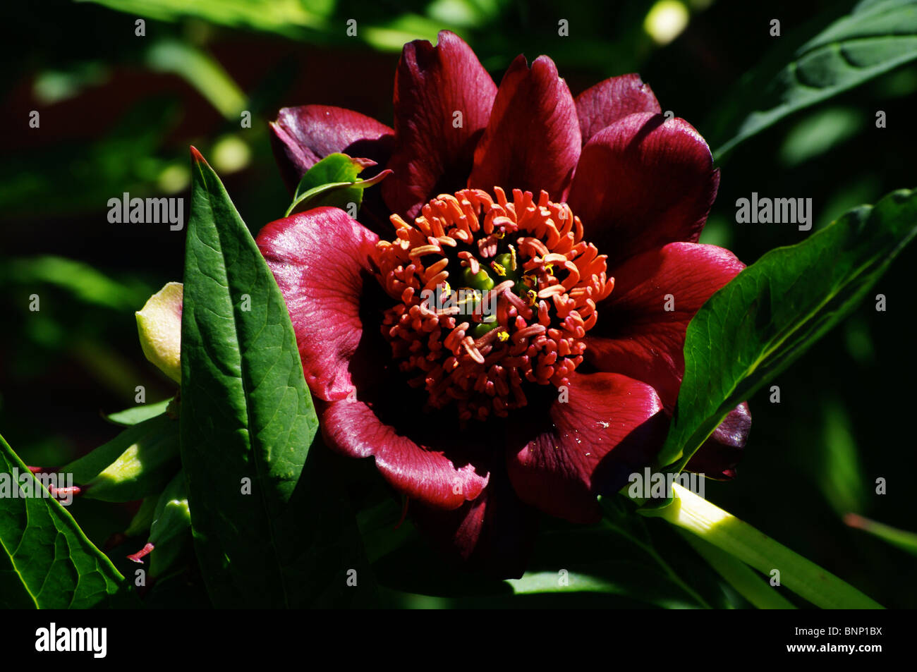 A tree Peony Stock Photo - Alamy
