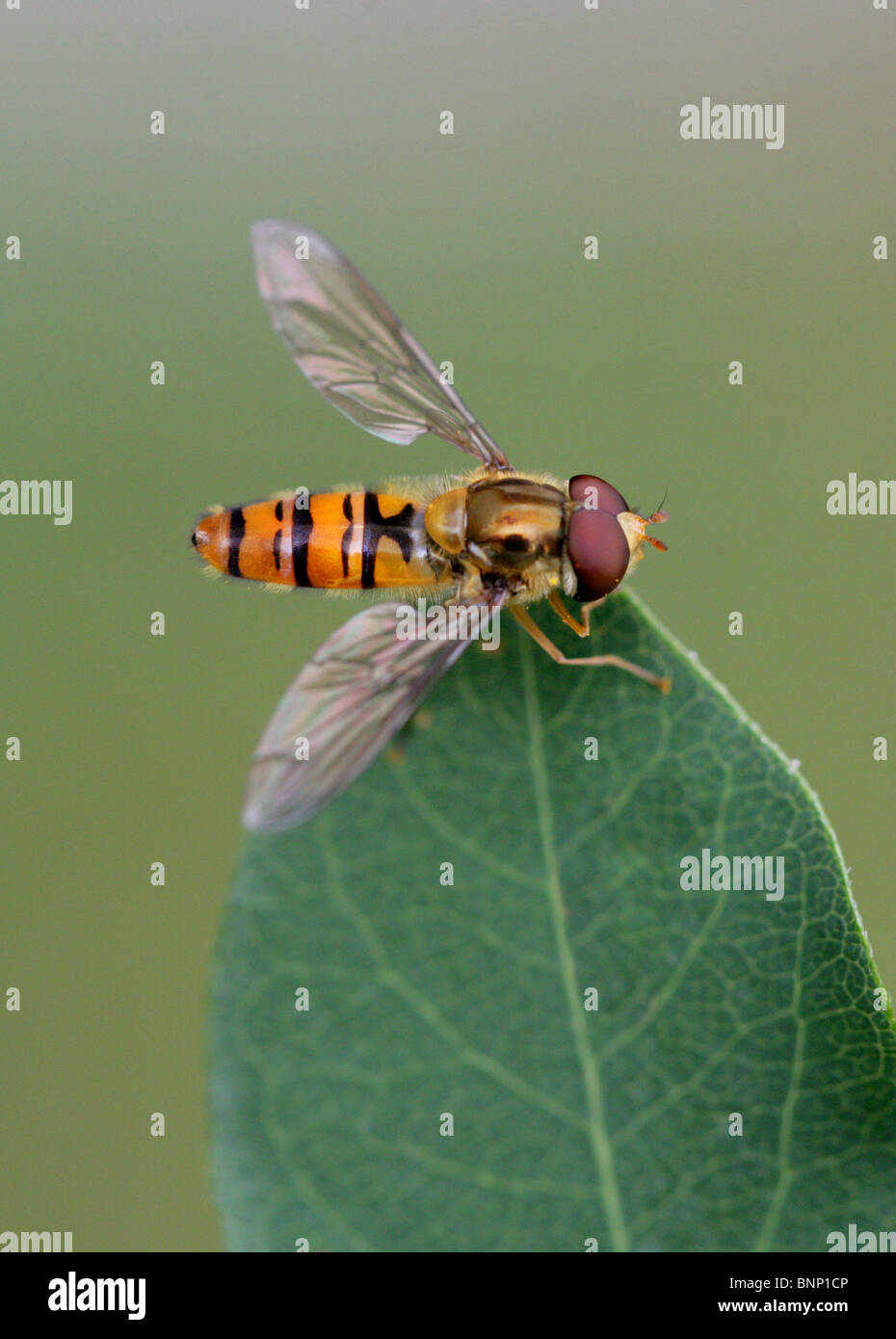 Marmalade Hoverfly, Episyrphus balteatus, Syrphidae, Diptera Stock ...