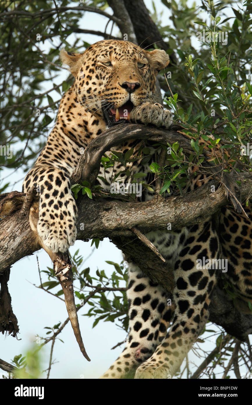 Leopard climbing on a tree hi-res stock photography and images - Alamy