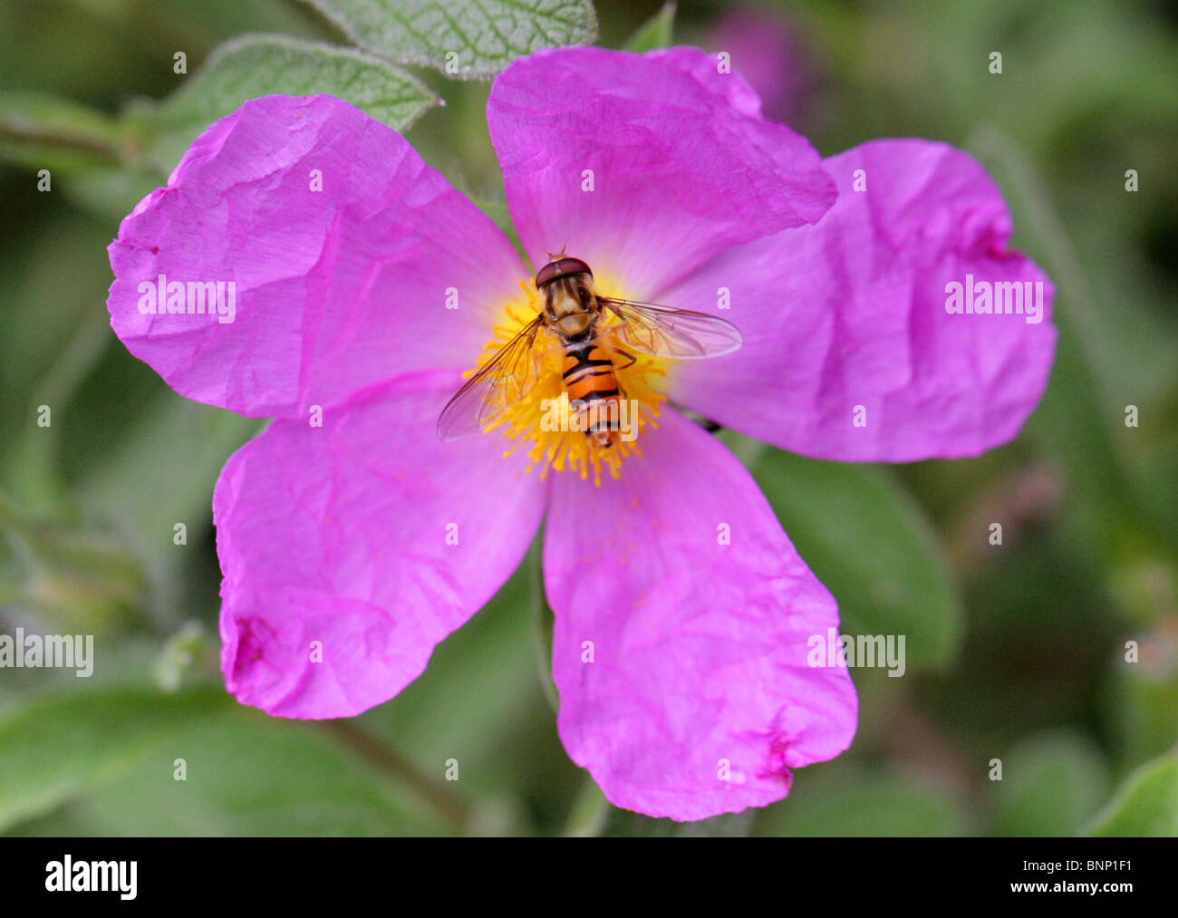 Marmalade Hoverfly, Episyrphus balteatus, Syrphidae, Diptera ...