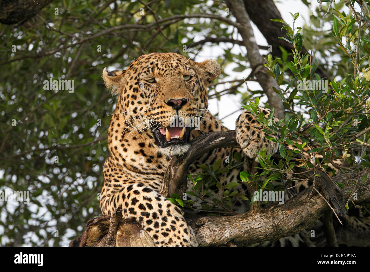 Picture of a leopard hi-res stock photography and images - Alamy