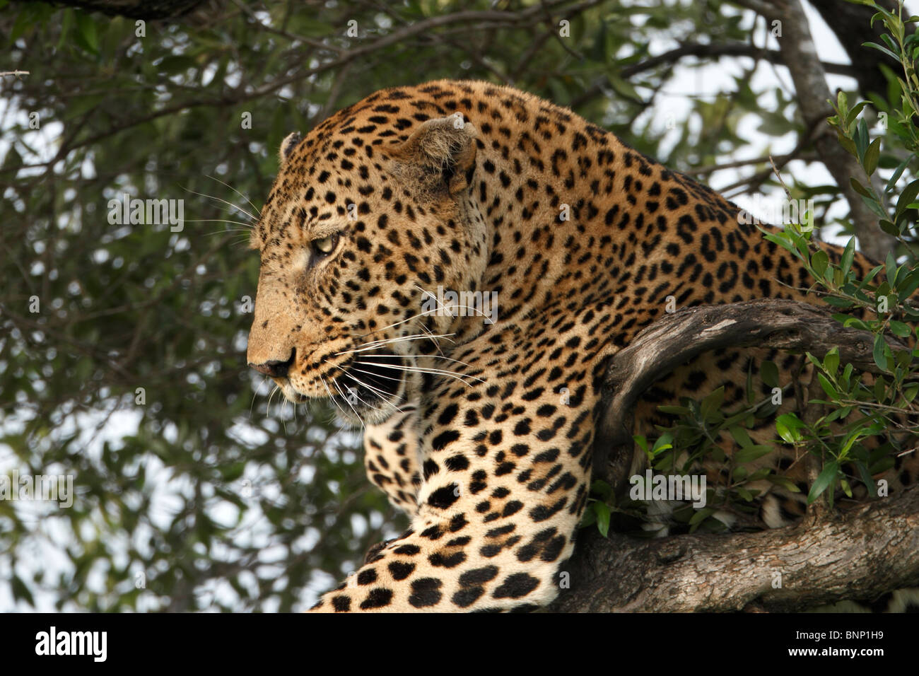 Picture Of A Leopard High Resolution Stock Photography and Images - Alamy