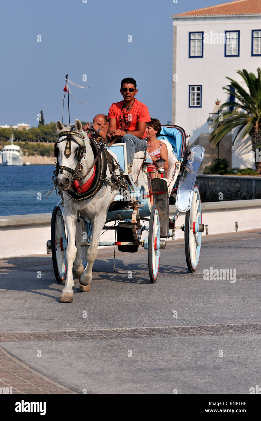 European sea horse hi-res stock photography and images - Alamy