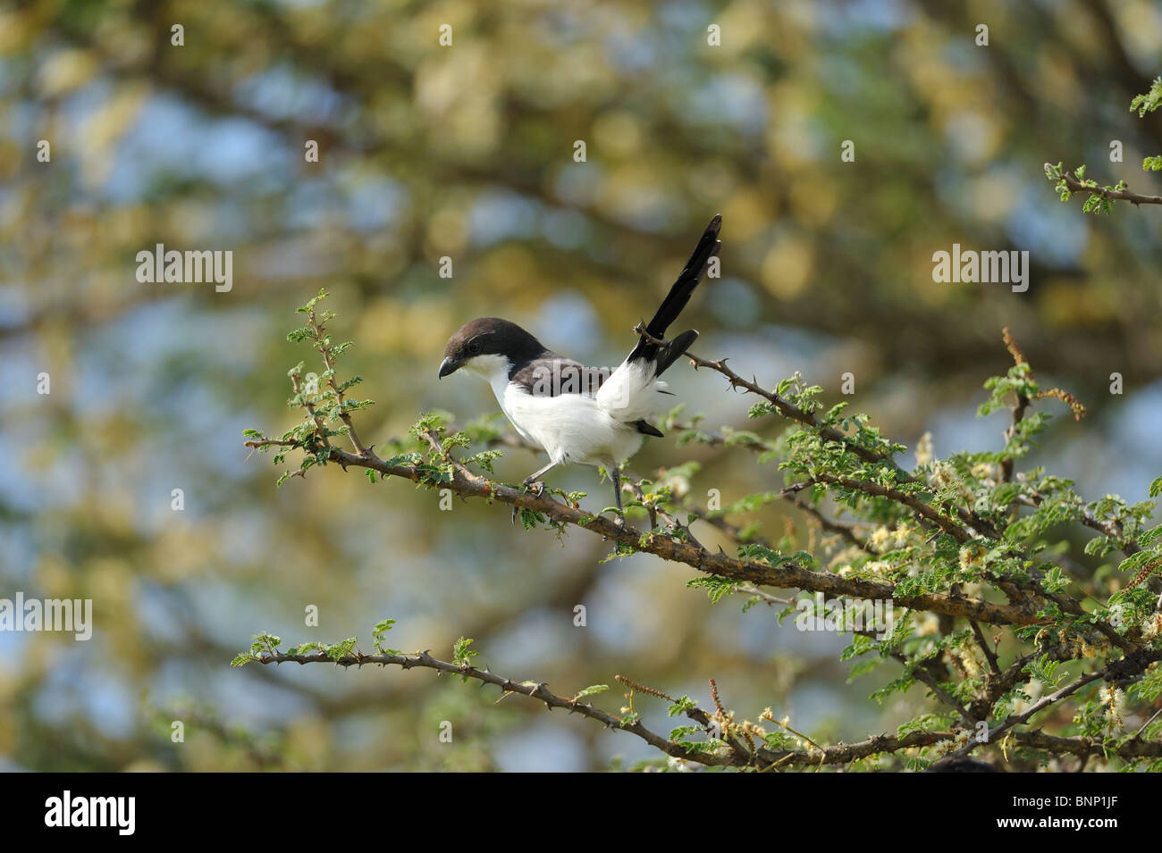 Long-tailed Fiscal, Lanius cabanisi, Nairobi NP, Kenya Stock Photo - Alamy