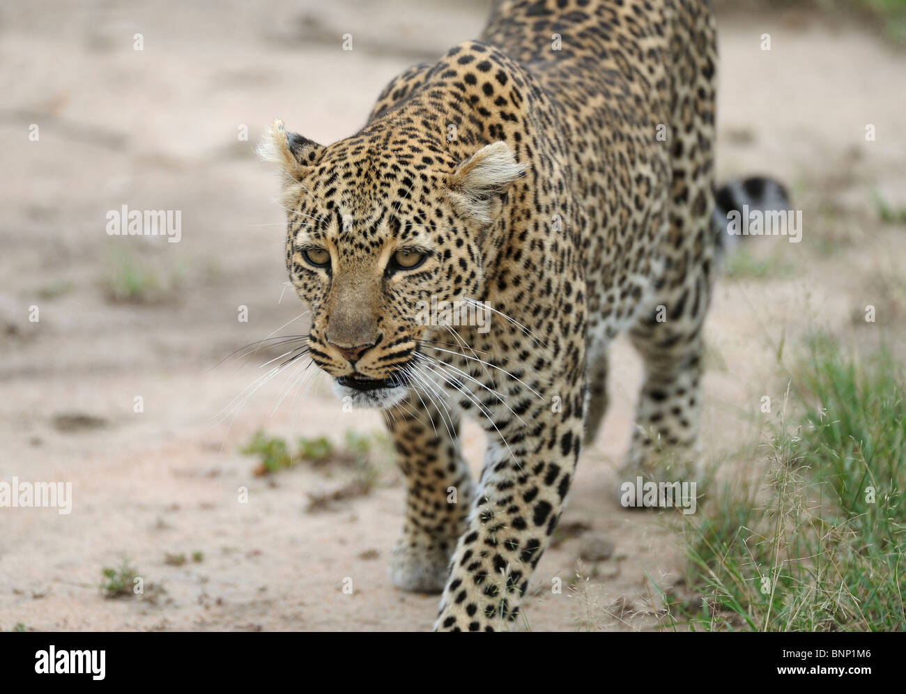 Leopard walking at talek river banks, Maasai Mara, Kenya Stock Photo ...
