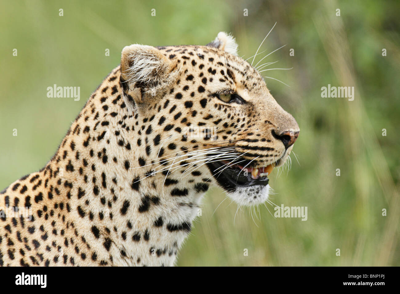 Close up leopard hi-res stock photography and images - Alamy