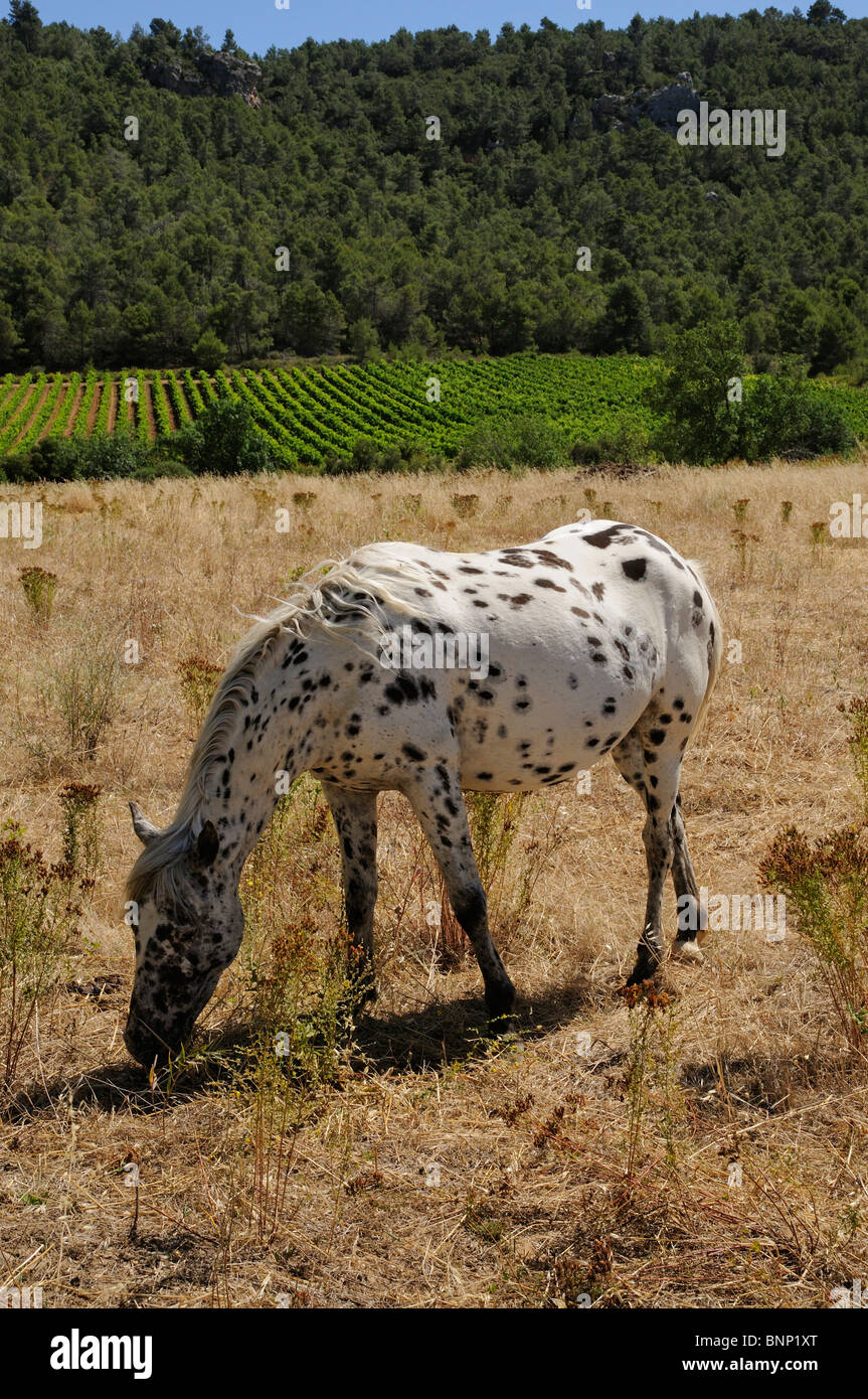 A Spotted Piebald pony grazing in the Aude Pyrenees Orientales wine ...