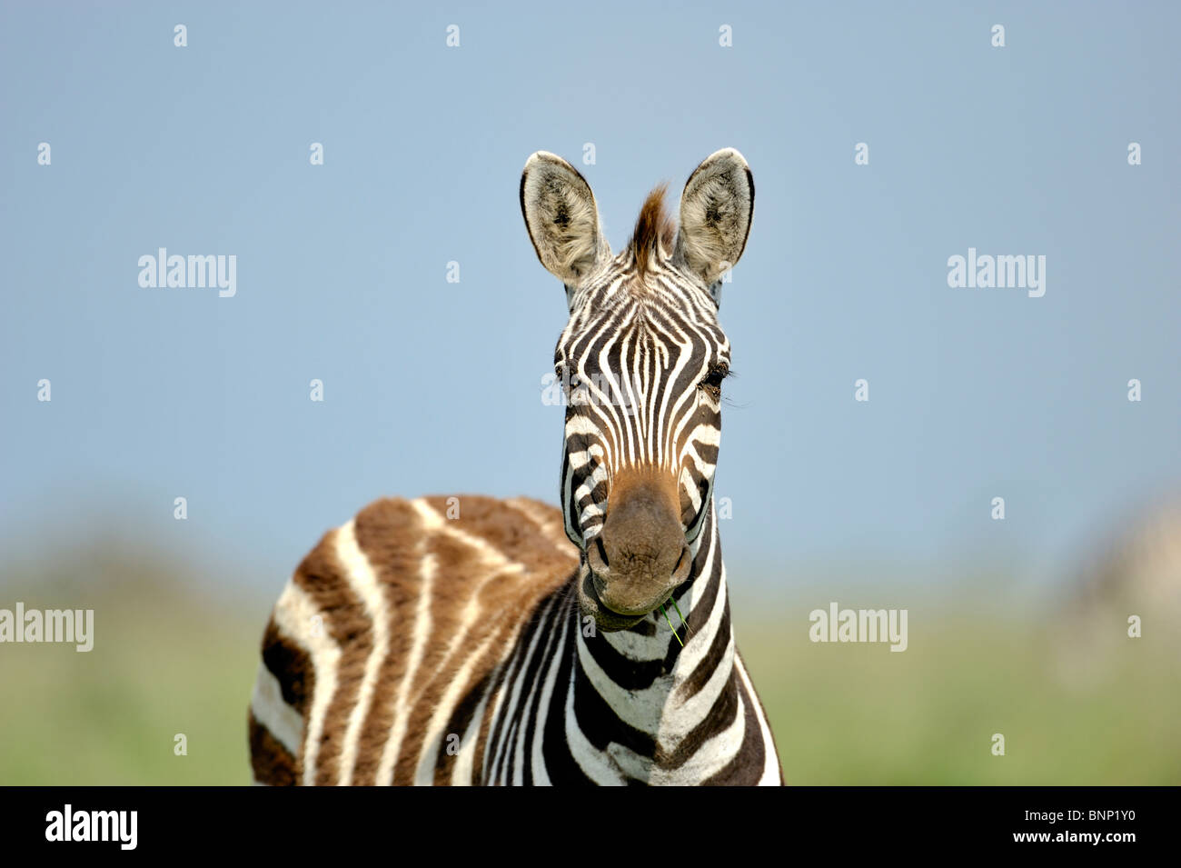 Africa kenya nairobi zebra hi-res stock photography and images - Alamy