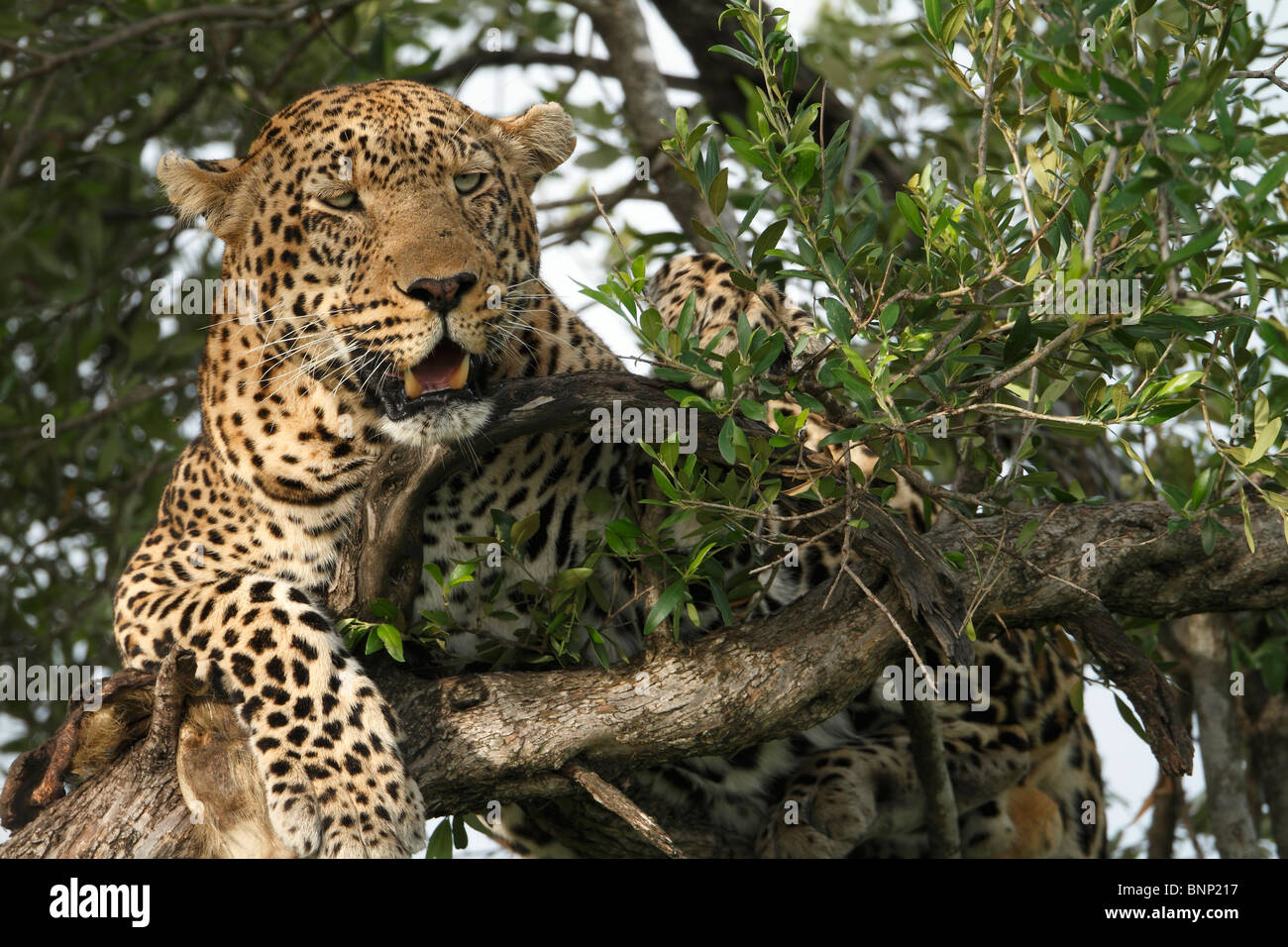 Leopard up tree hi-res stock photography and images - Alamy