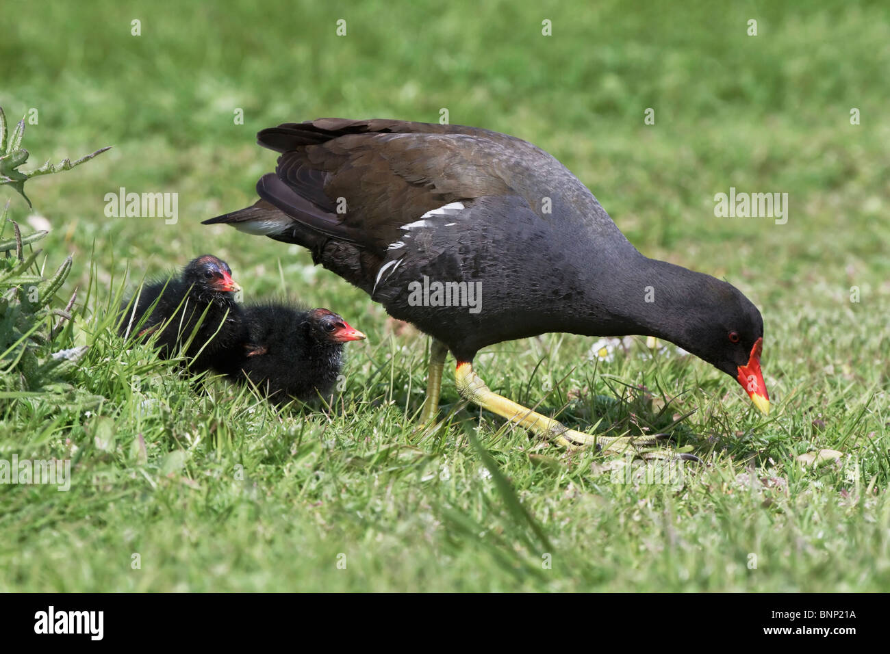 Adult Moorhen foraging for food with newly hatched chicks Stock Photo ...