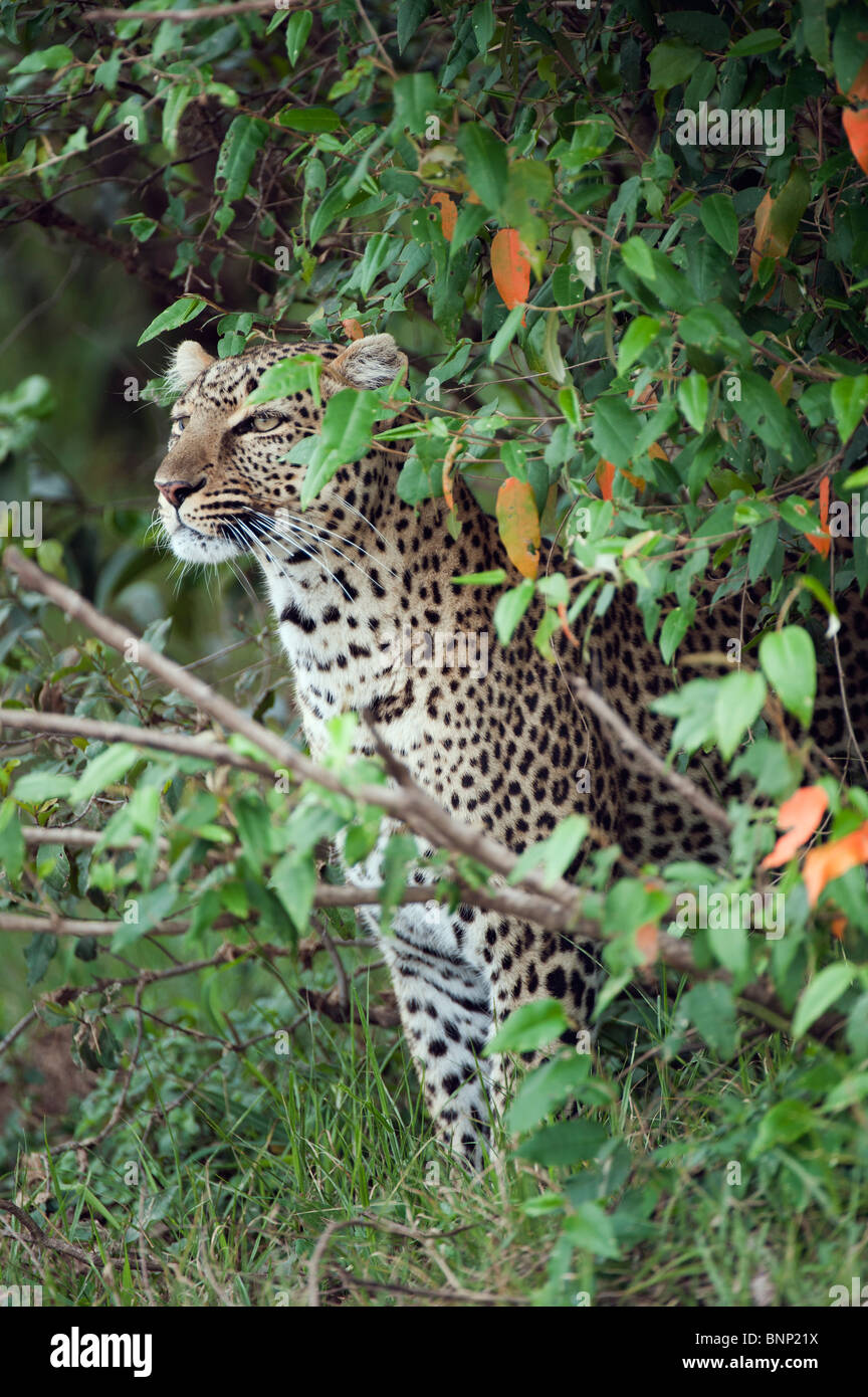 Leopard sitting at talek river banks, Maasai Mara, Kenya Stock Photo ...