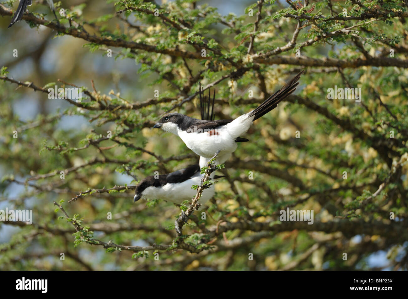 Cabanisi hi-res stock photography and images - Alamy