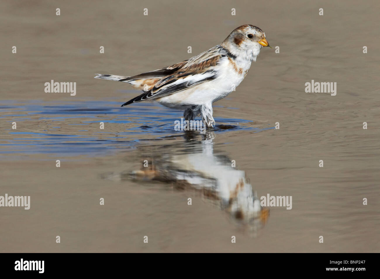 Male winter plumage Snow Bunting in pool Stock Photo - Alamy
