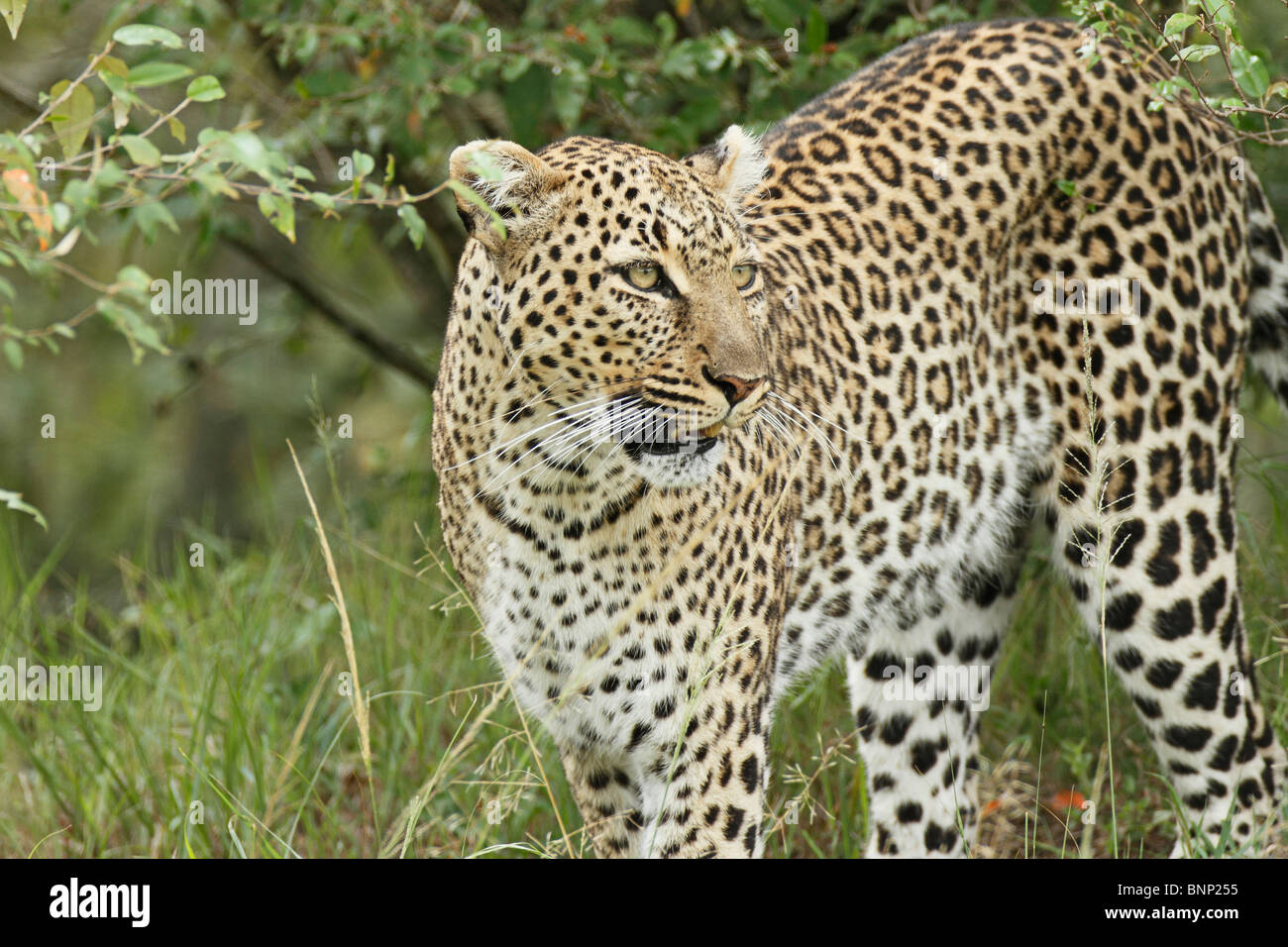African leopard portrait hi-res stock photography and images - Alamy