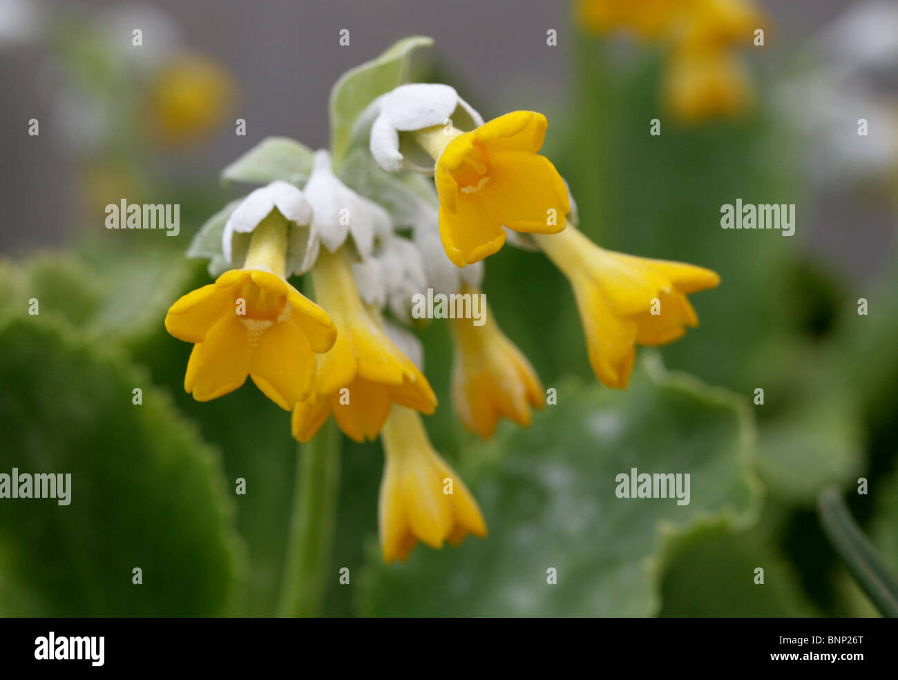 Primula, Primula palinuri, Primulaceae, Italy, Europe. Endemic to Italy ...