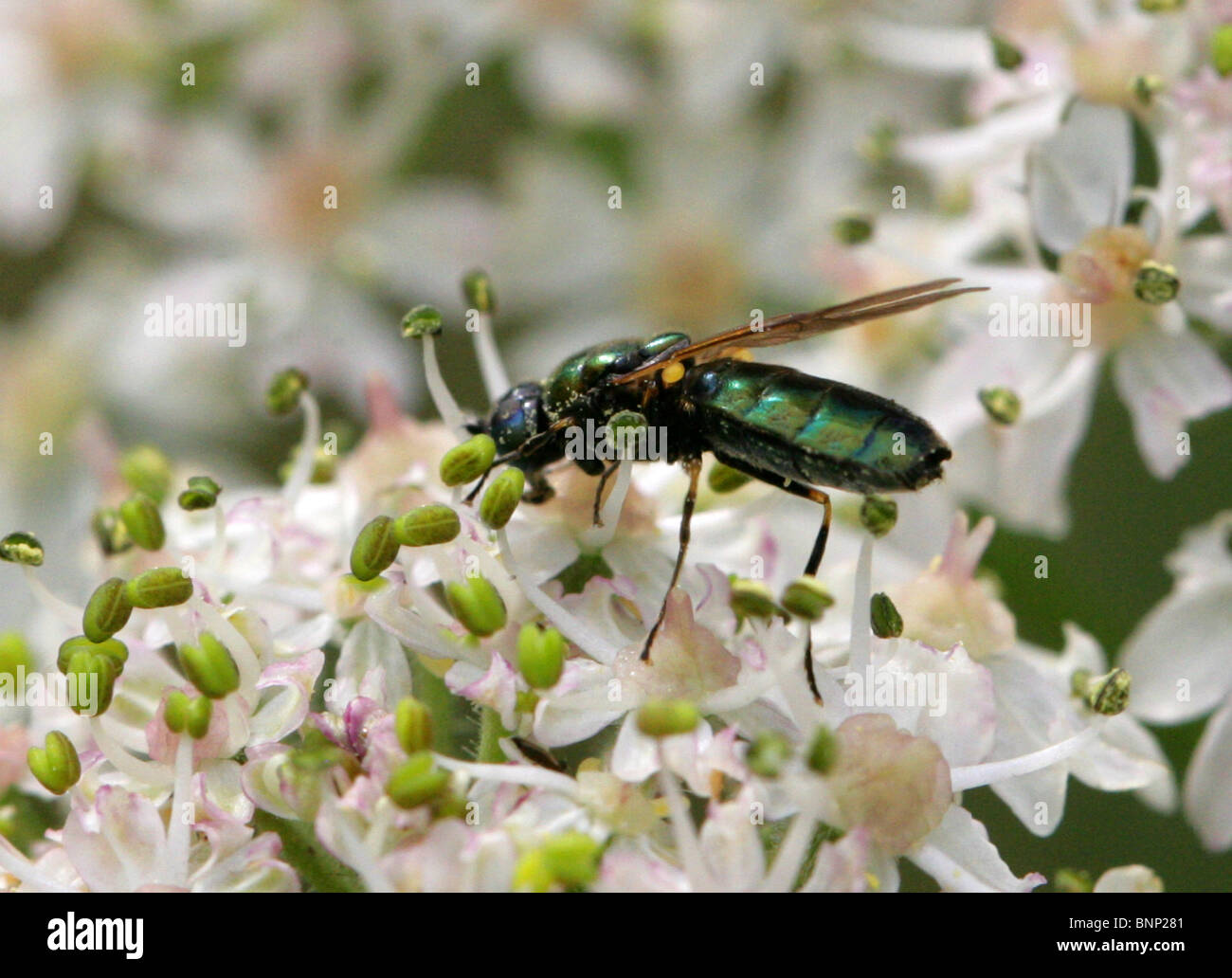 Soldier flies hi-res stock photography and images - Alamy