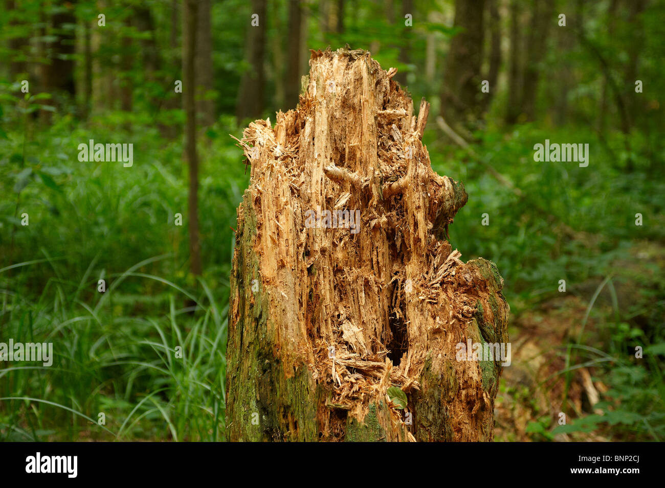 Peklo National Nature Monument Czech Republick Ceska Lipa Stock Photo ...