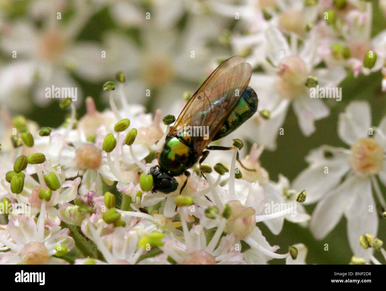 Green Soldier Fly, Chloromyia formosa, Stratiomyidae, Diptera. Aka ...