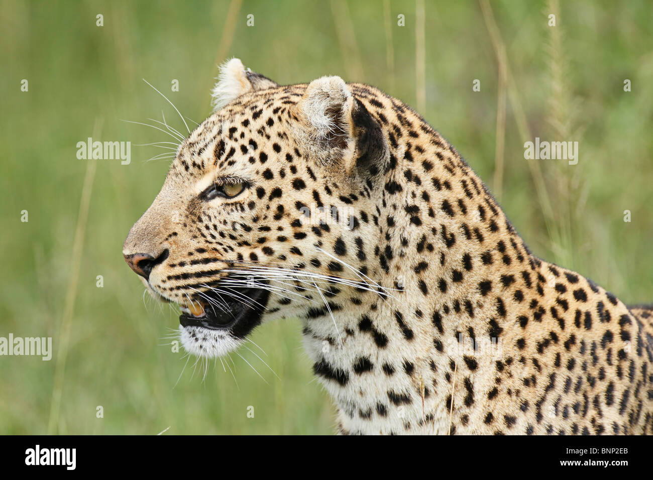 African leopard portrait hi-res stock photography and images - Alamy