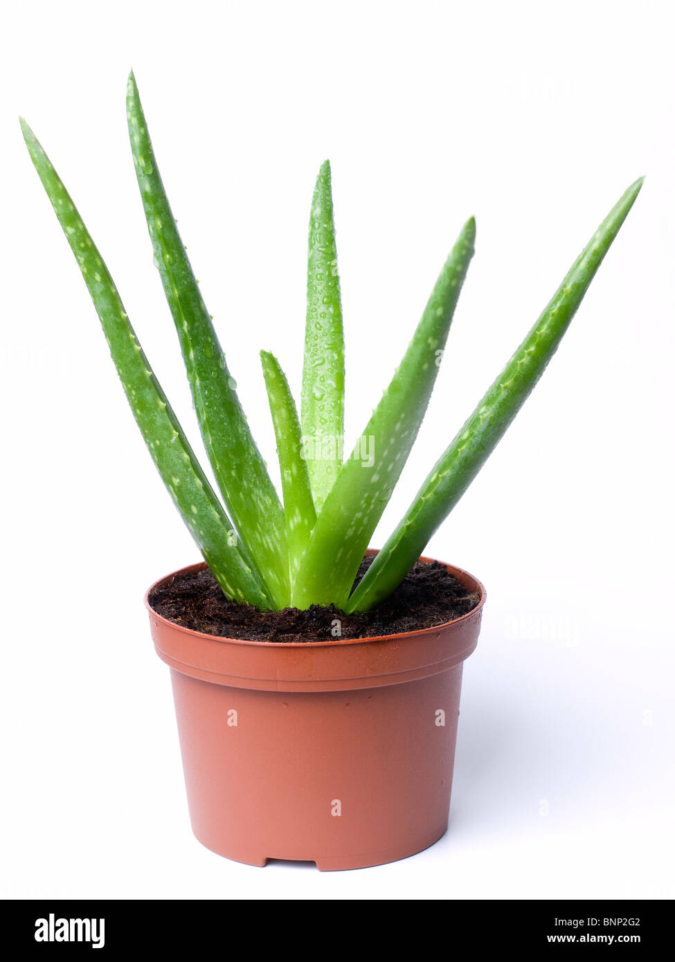 Cactus Aloe Vera in a vase isolated on white background Stock Photo - Alamy