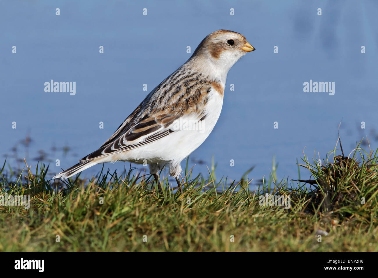 Male winter plumage Snow Bunting in pool Stock Photo - Alamy