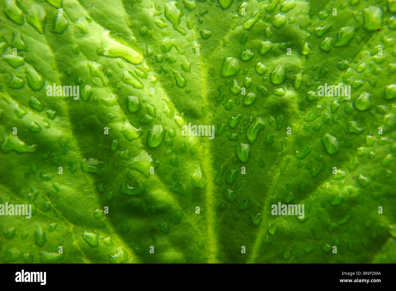 Leaf with water drops Stock Photo - Alamy