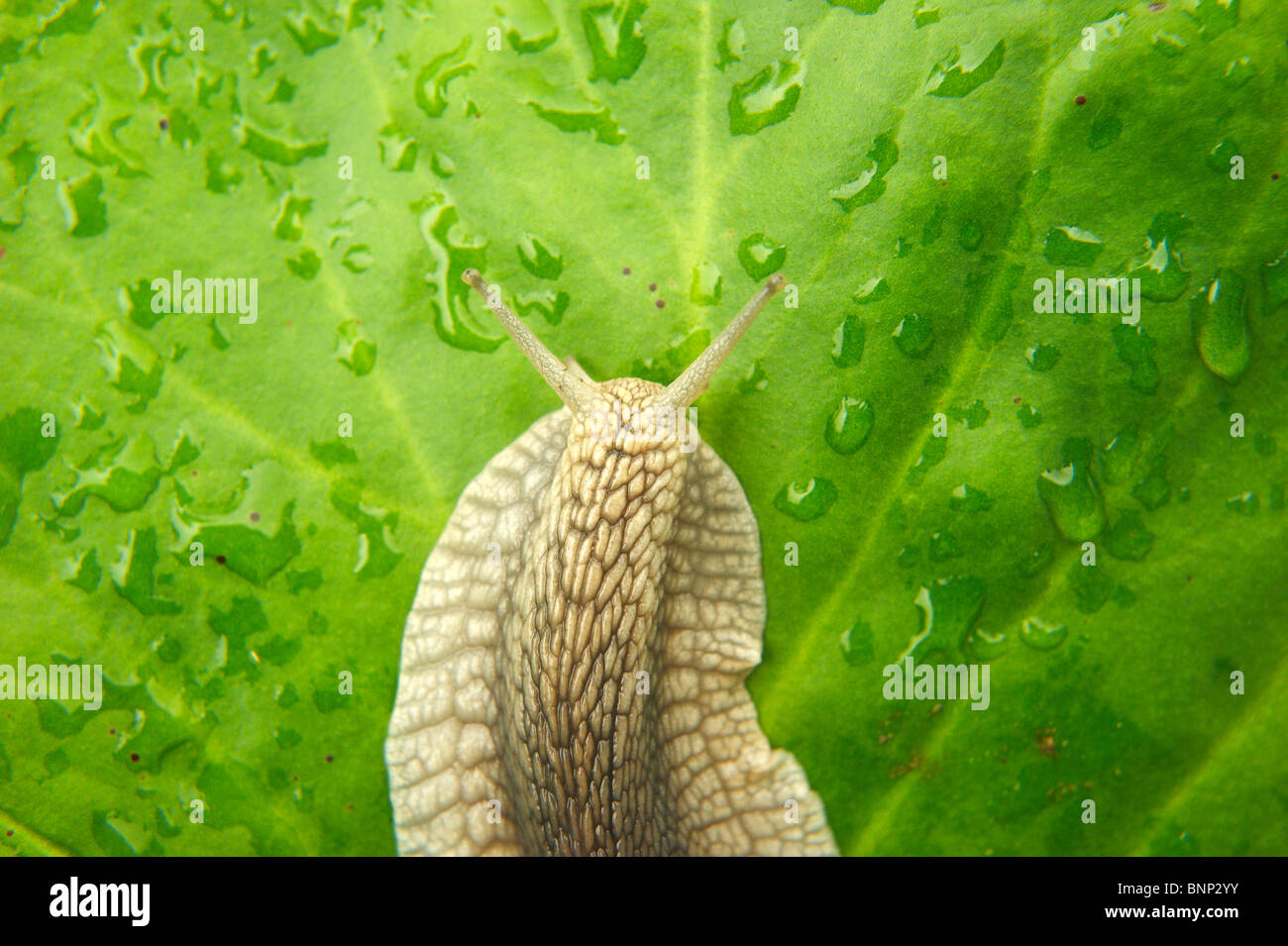 Eat terrestrial snails hi-res stock photography and images - Alamy