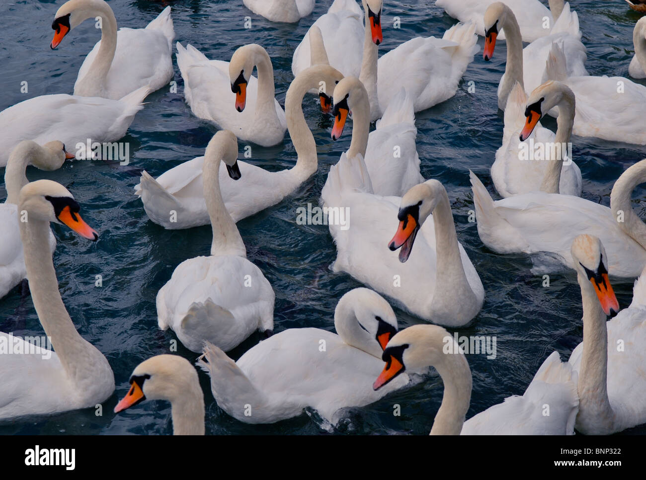 Swans bird genus cygnus hi-res stock photography and images - Alamy