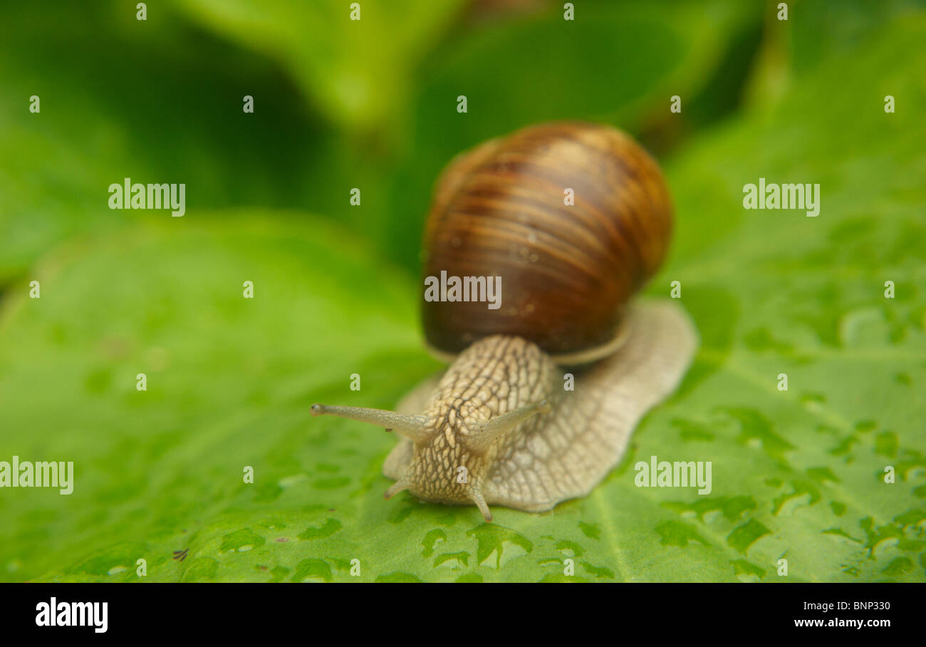 Snail eating a leaf hi-res stock photography and images - Alamy