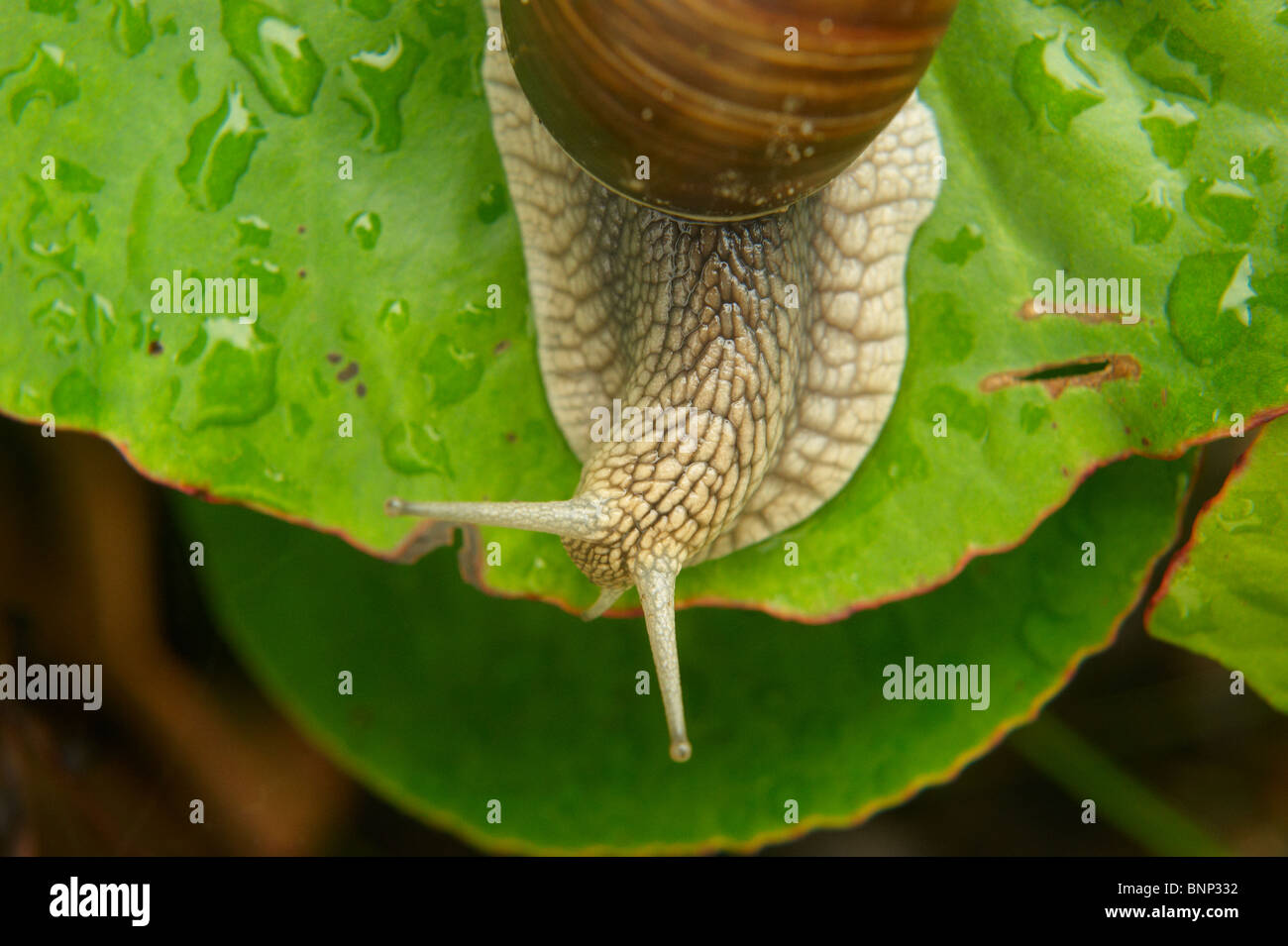 Eat terrestrial snails hi-res stock photography and images - Alamy