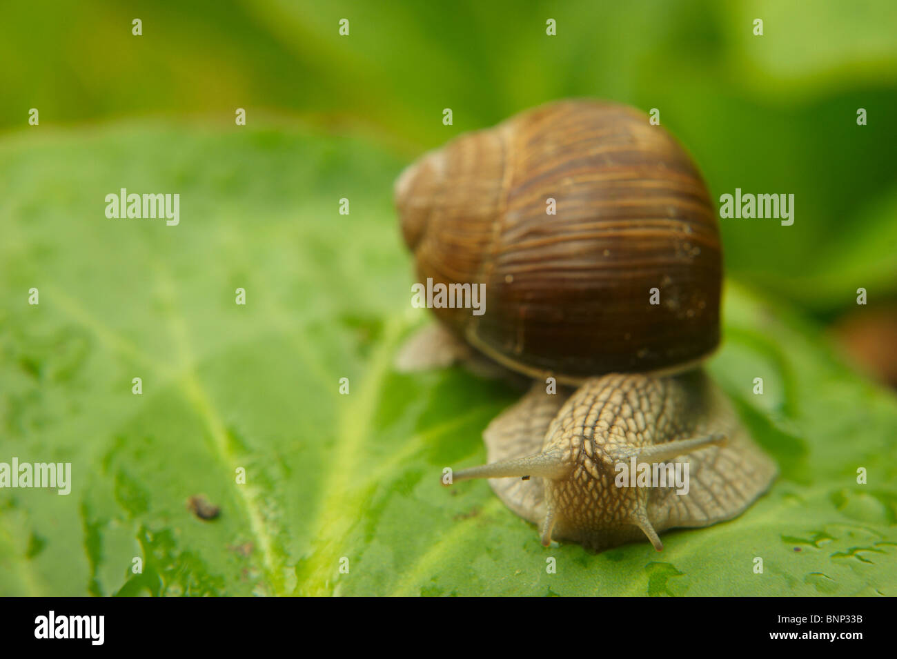 Eat terrestrial snails hi-res stock photography and images - Alamy