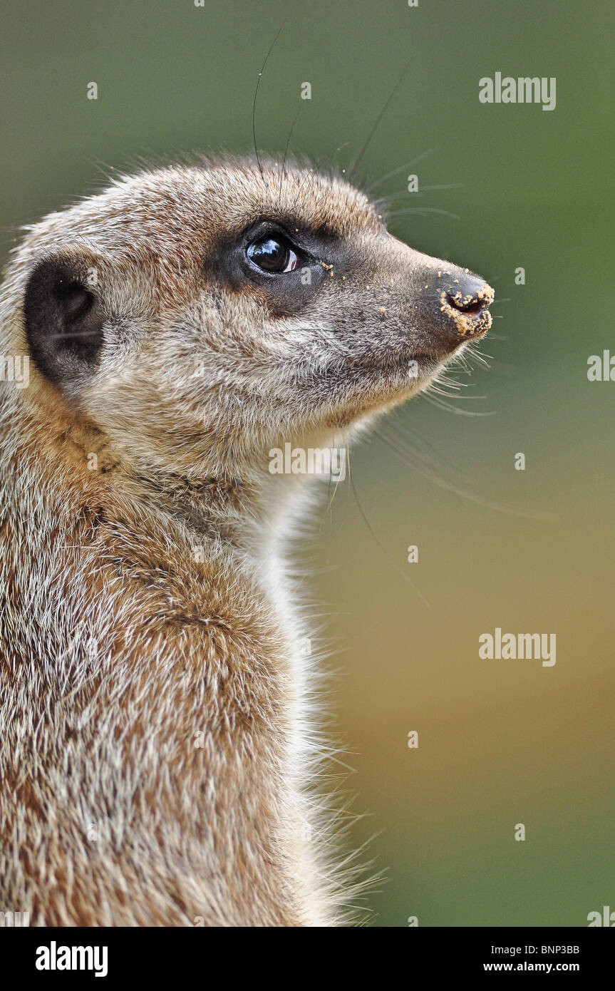 Meerkat side view Stock Photo - Alamy