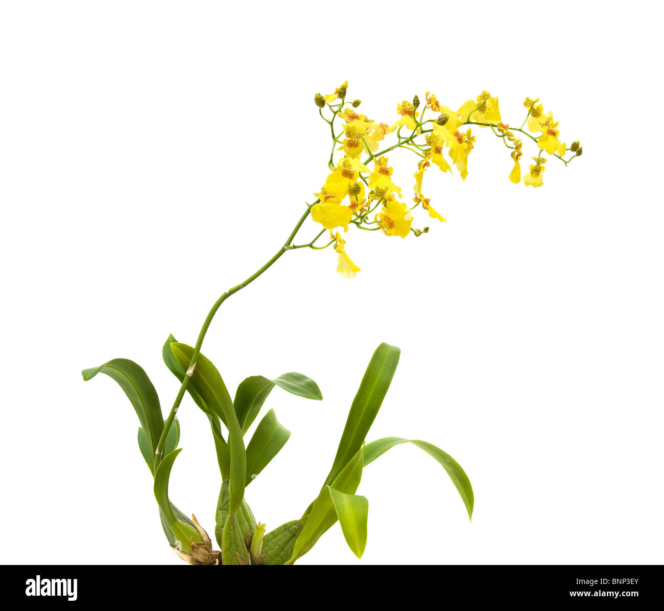 bright yellow Oncidium orchid; whole flowering plant,bright yellow ...