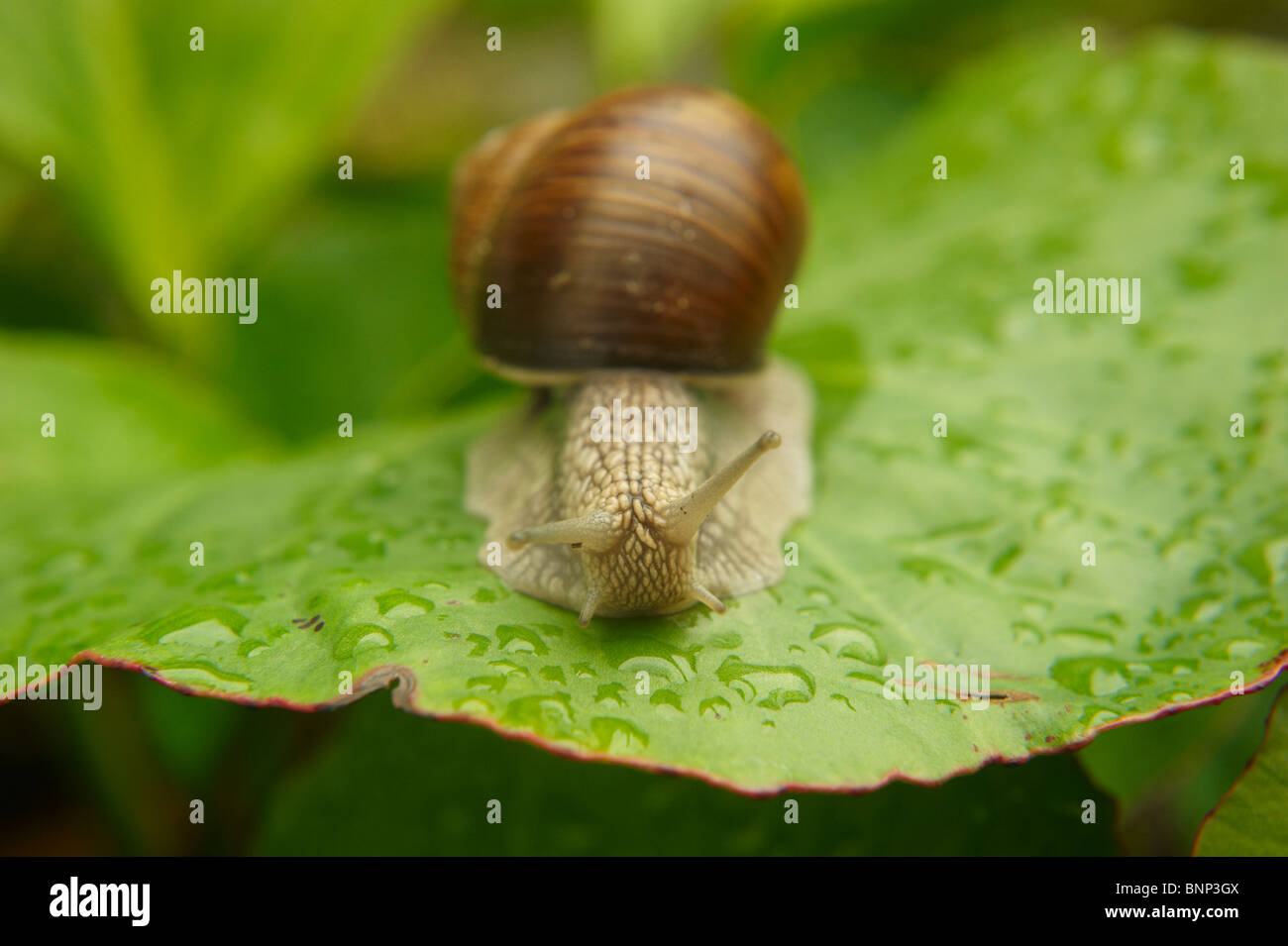 Close up of snail Stock Photo - Alamy