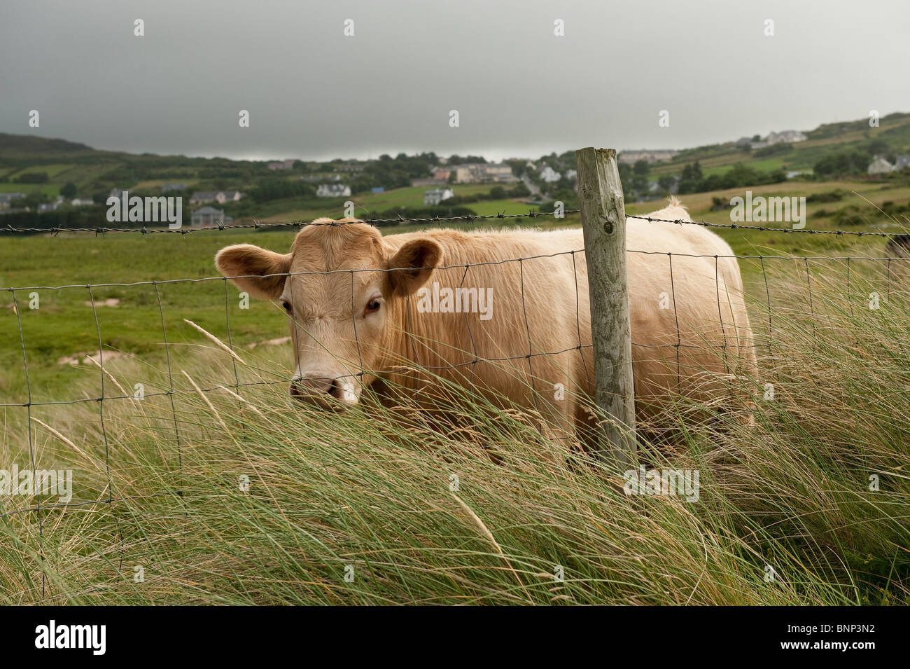 Cow behind the fence on the green farm Stock Photo - Alamy