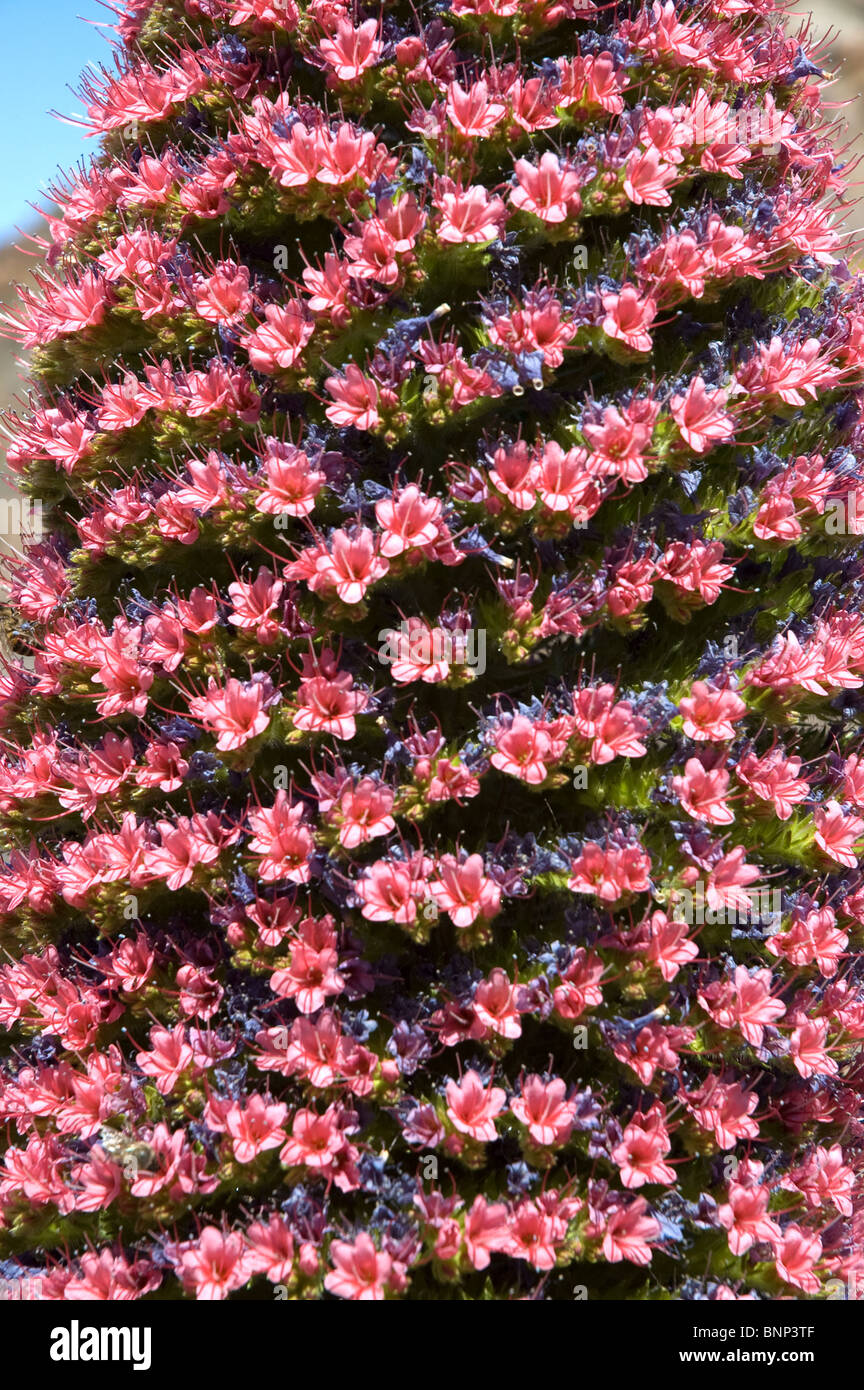 Basal Rosette, Exhium Wildpretii, Cactus in flower, Mount Teide ...