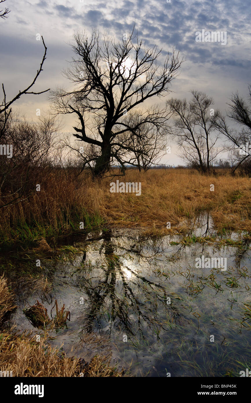Dead tree in a swamps Stock Photo - Alamy