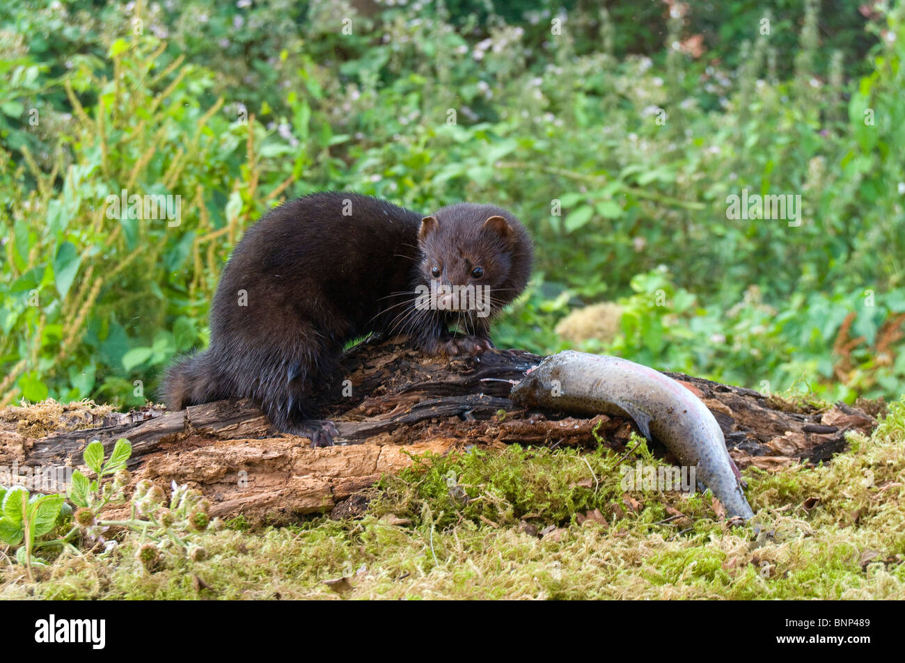 American mink hi-res stock photography and images - Alamy