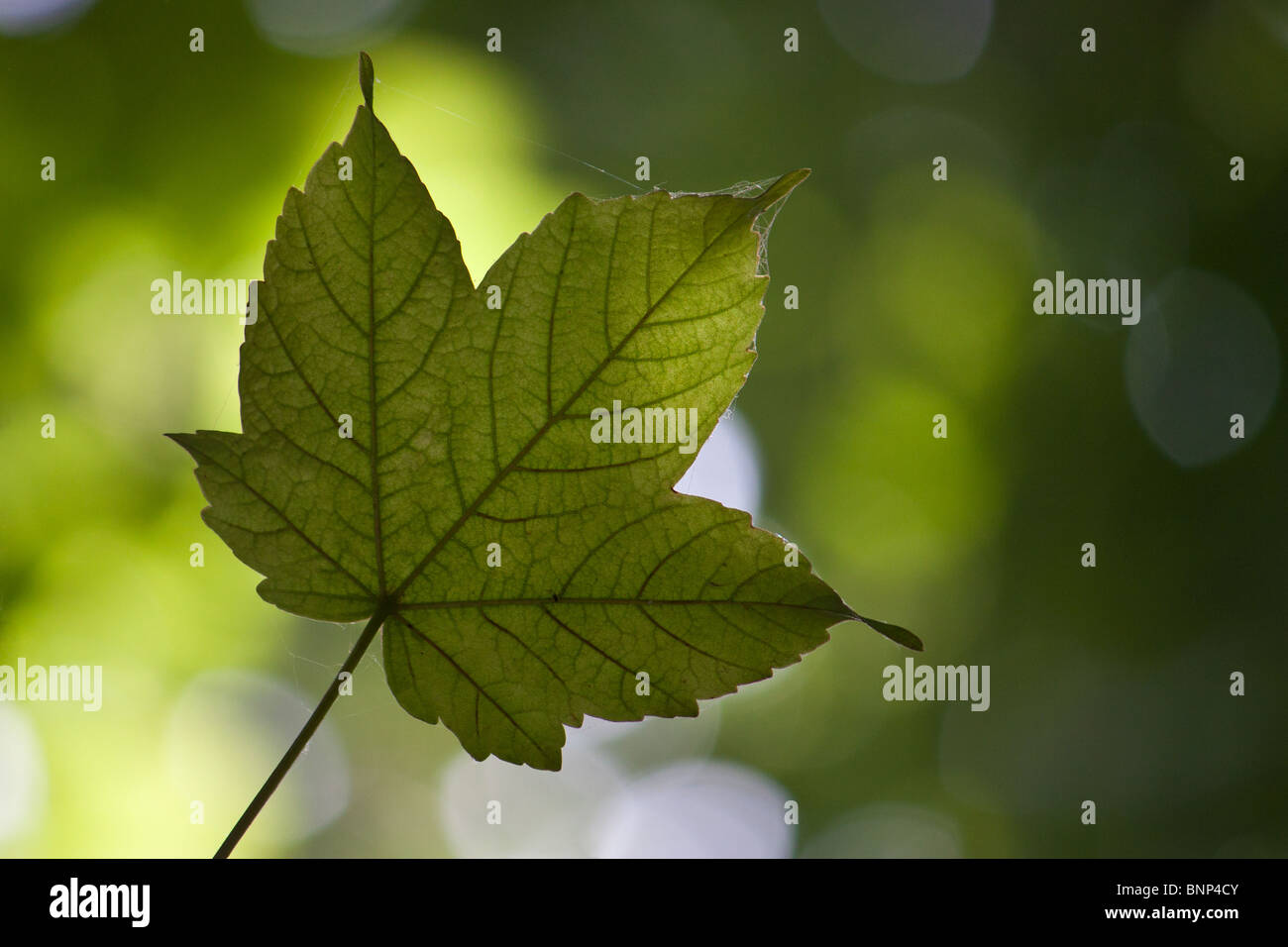 Green leaf in the sun Stock Photo - Alamy