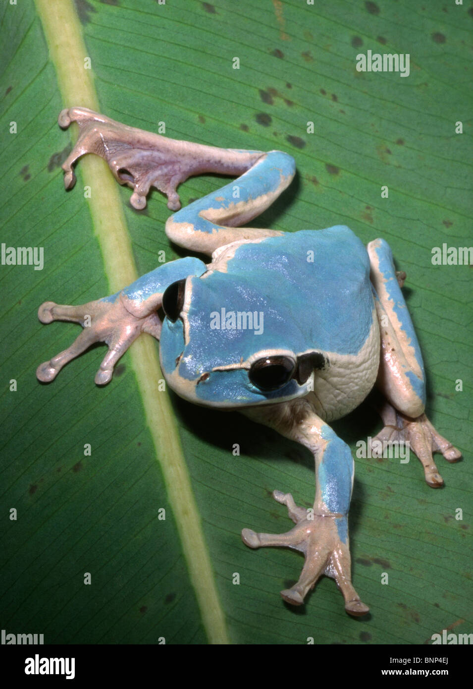 Smilisca tree frog central America Stock Photo - Alamy