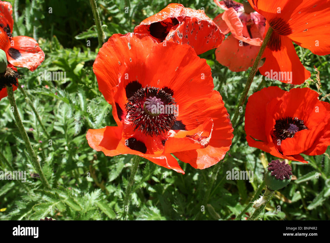 Peace poppy hi-res stock photography and images - Alamy