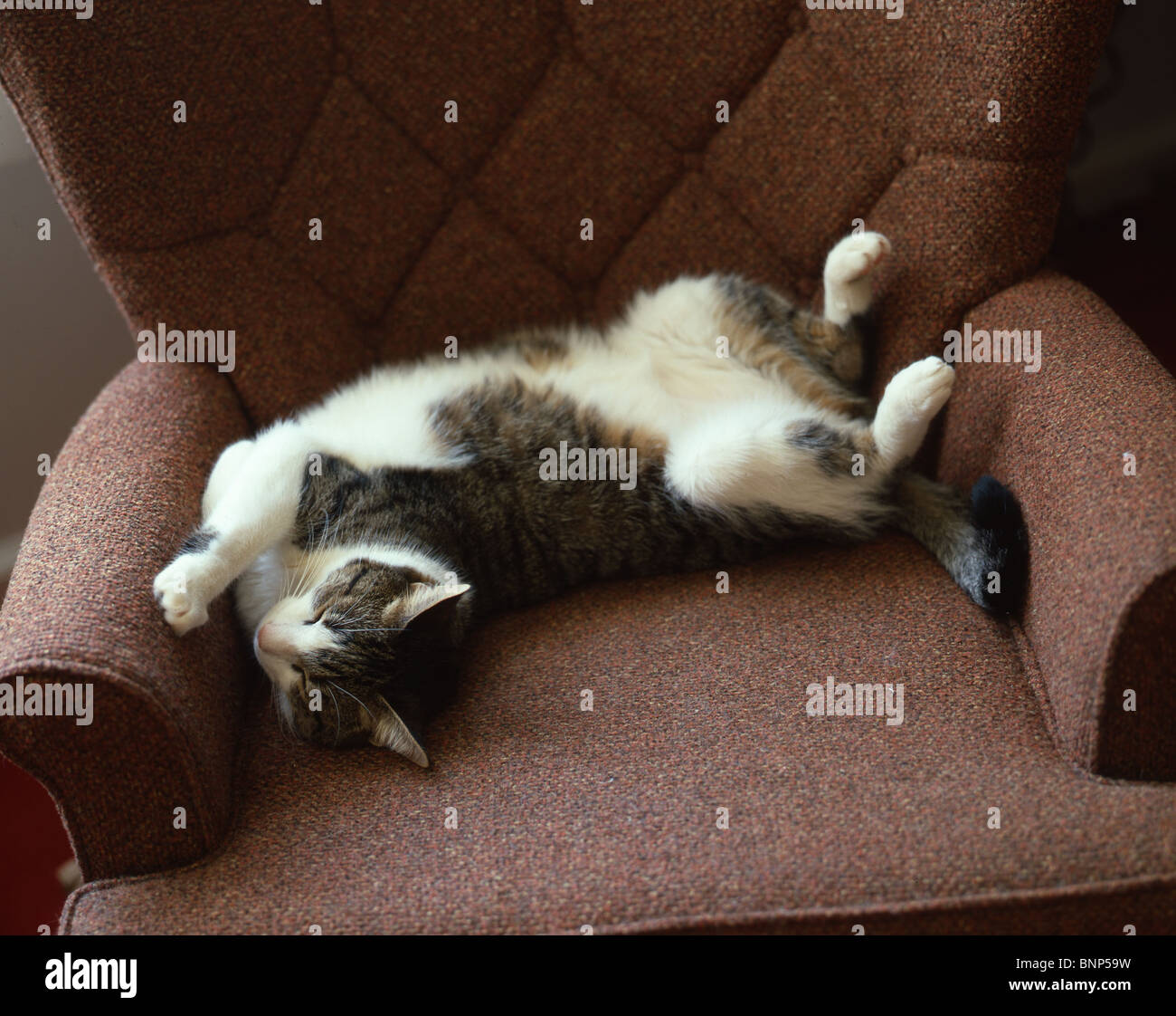 Cat Stretching out on Chair Stock Photo - Alamy