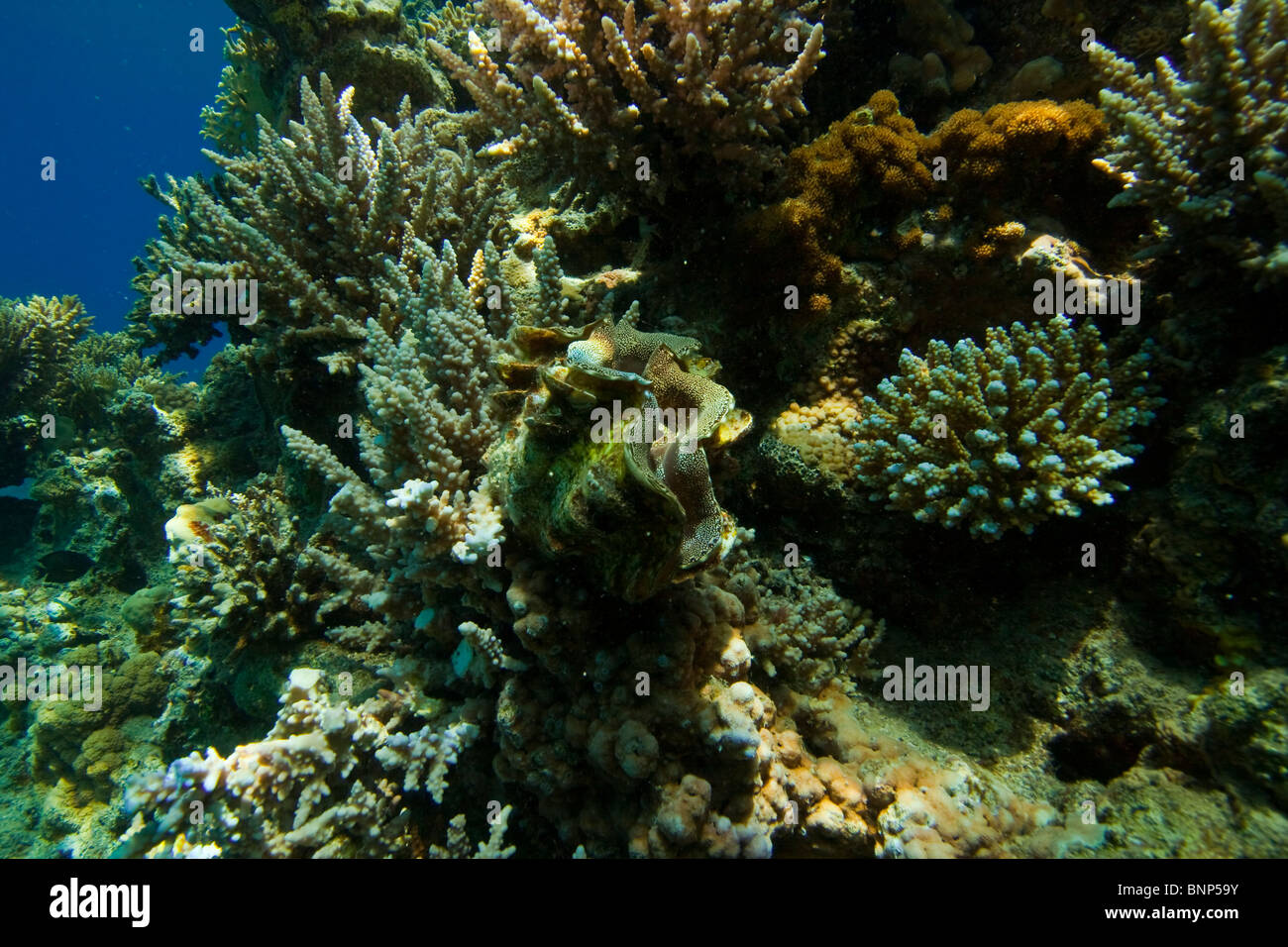 Giant clam in red sea hi-res stock photography and images - Alamy