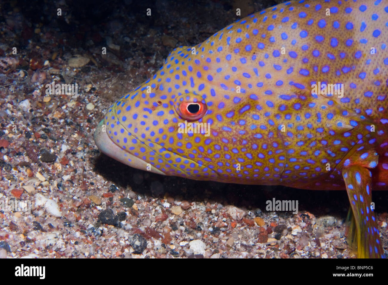 Round tailed trout hi-res stock photography and images - Alamy